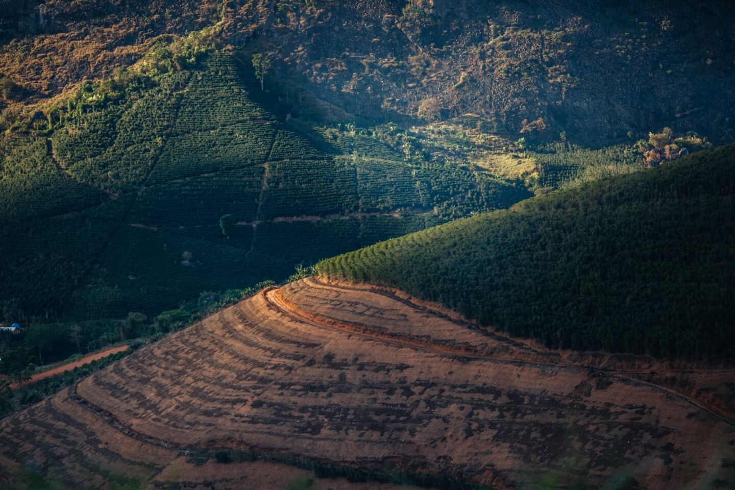 From a small coffee farm comes a grand limited coffee!